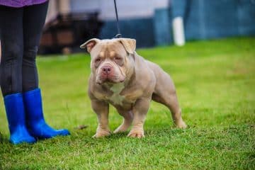 American Bully Pocket Características e cuidados