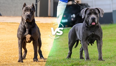 Canil Cane Corso - Von Notrean